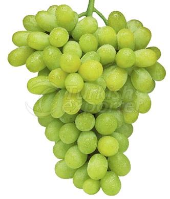 Thompson Seedless Grape